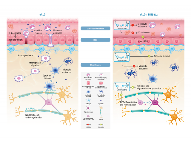 Minoryx Leriglitazone